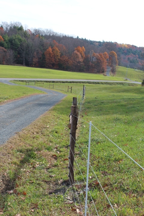 Fence Line along Drive - Boys' Field - Savage Hart Farm