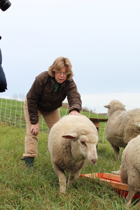 Scoring the Sheep - Savage Hart Farm