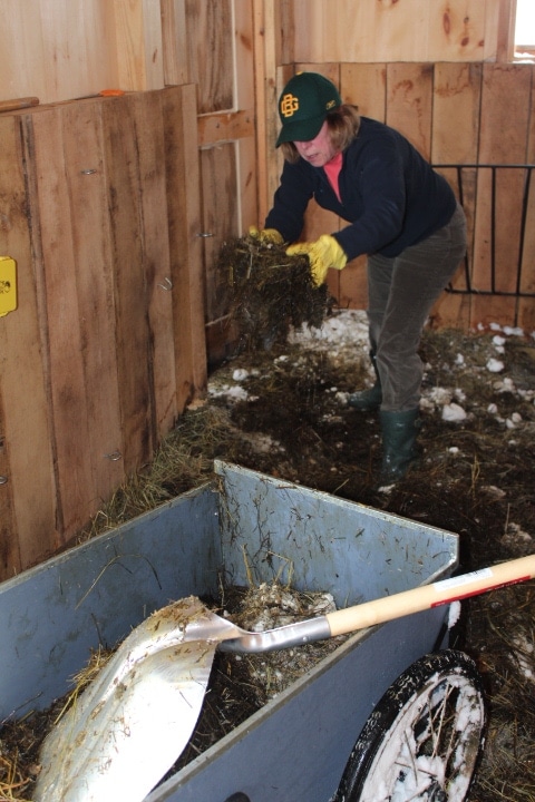 Mucking Out - Savage Hart Farm