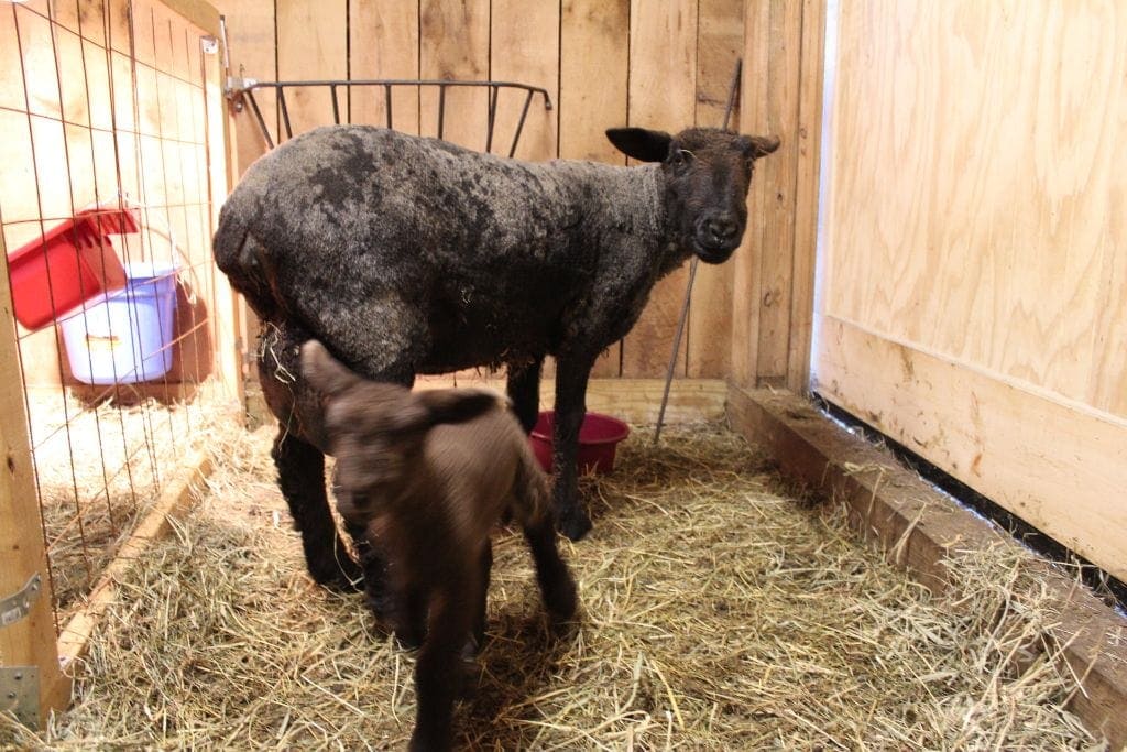 Lambing for the First Time - Savage Hart Farm