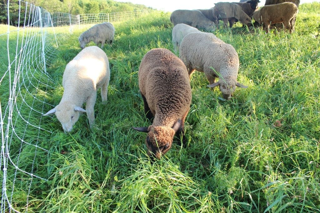 Summer Life - Savage Hart Farm