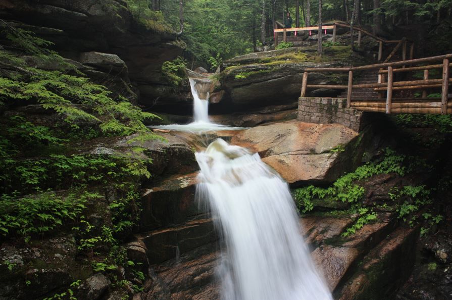 Chutes and Ladders - Savage Hart Farm