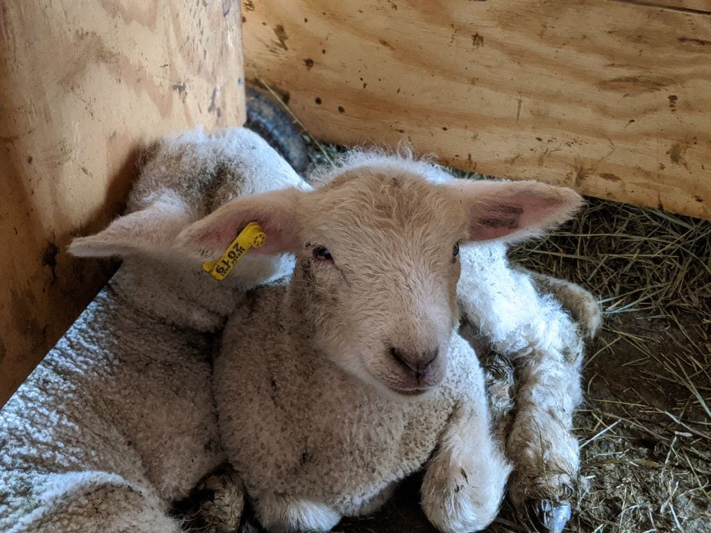 00100dPORTRAIT_00100_BURST20200501155553429_COVER - Savage Hart Farm